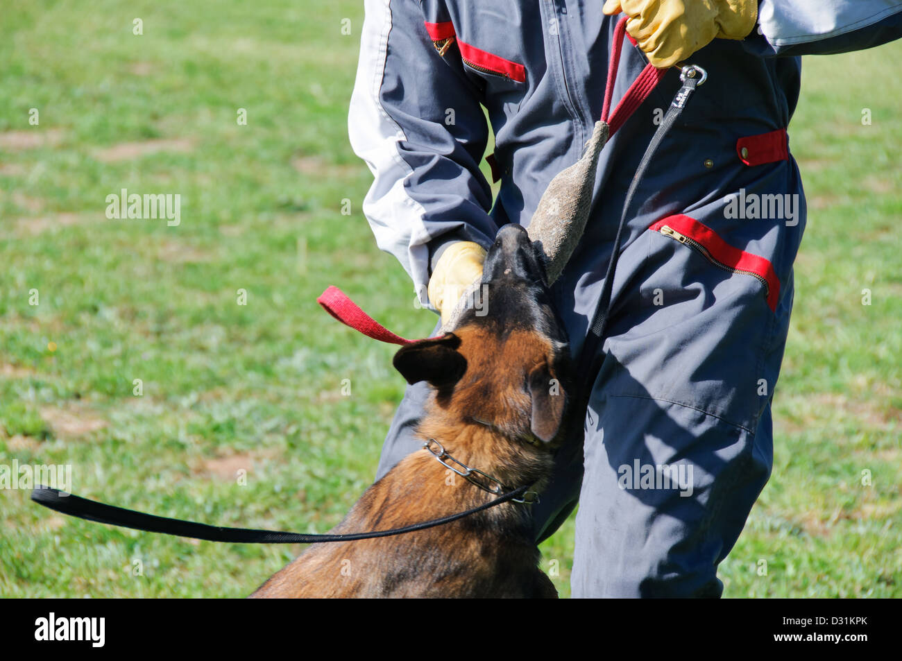 Man training dogs hi-res stock photography and images - Alamy