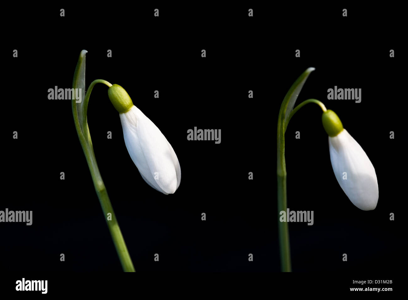 Beautiful Snowdrop flowers in early springtime in a garden at Krapfoss ...