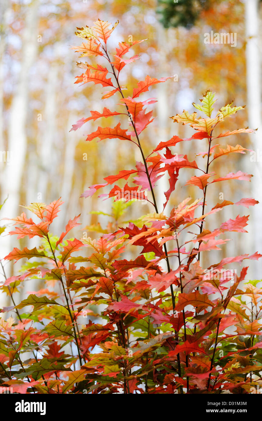 Coppice regrowth of Red Oak, Quercus rubra, Wales, UK Stock Photo - Alamy