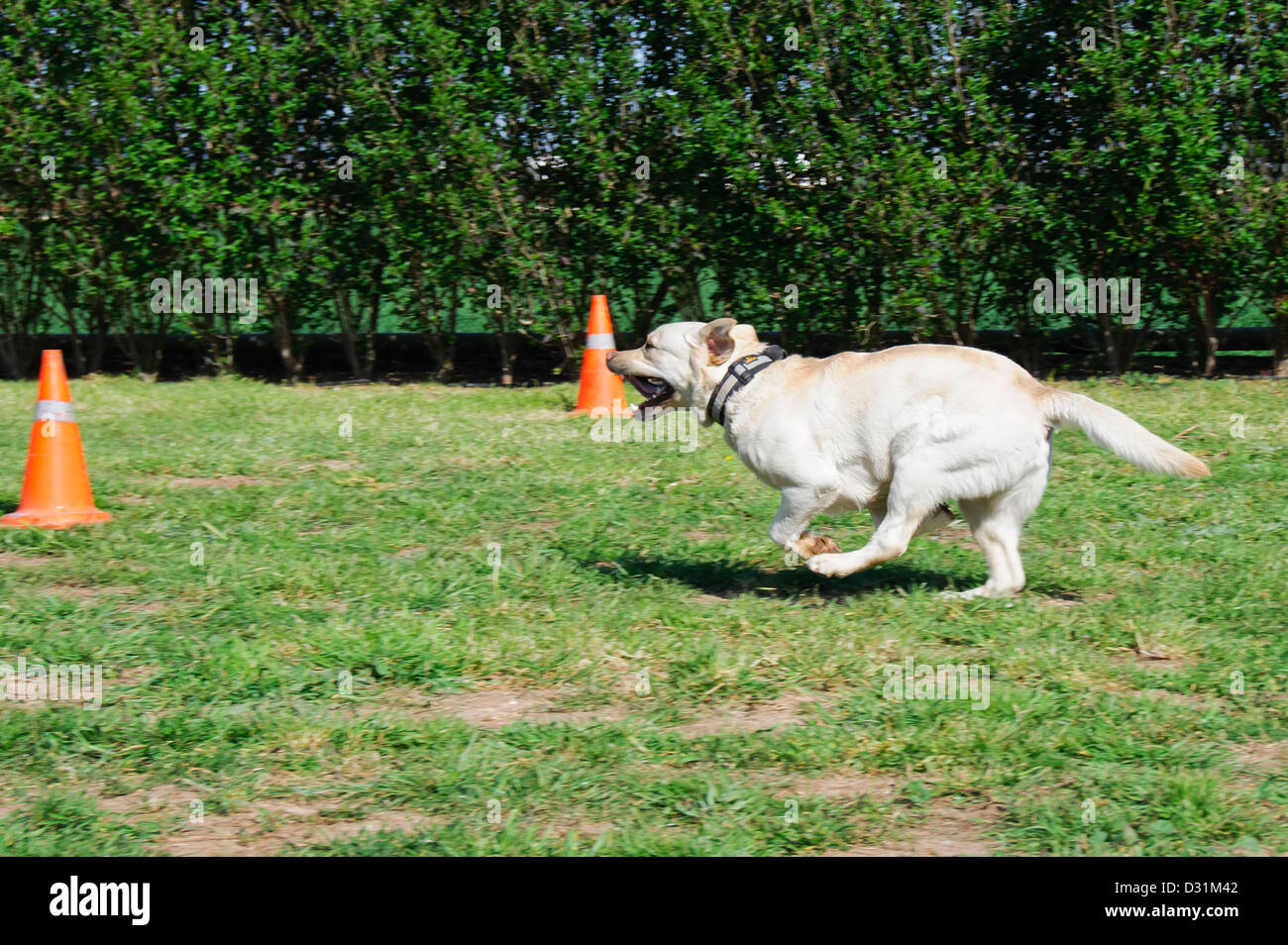 Training dogs hi-res stock photography and images - Alamy