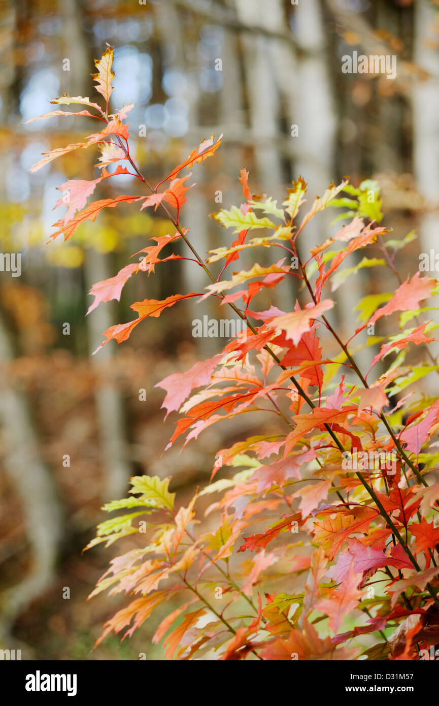 Coppice regrowth of Red Oak, Quercus rubra, Wales, UK Stock Photo - Alamy