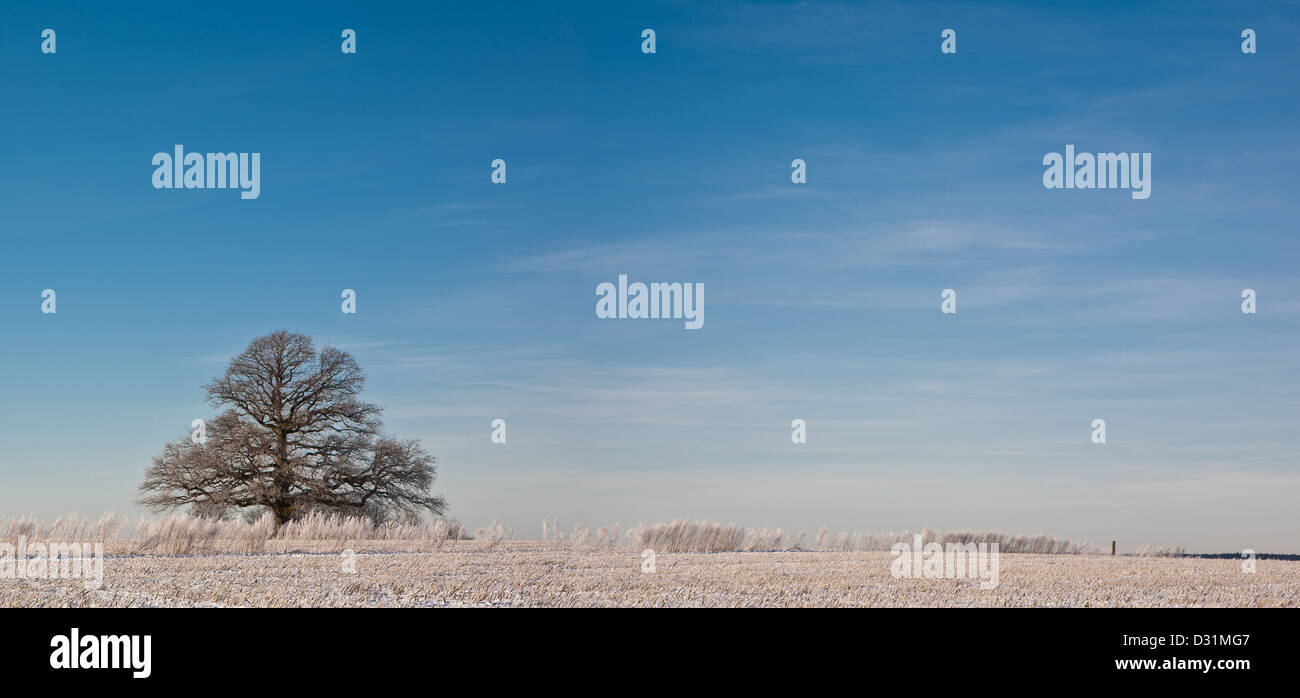 Beautiful oak tree in Råde kommune, Østfold fylke, Norway Stock Photo ...