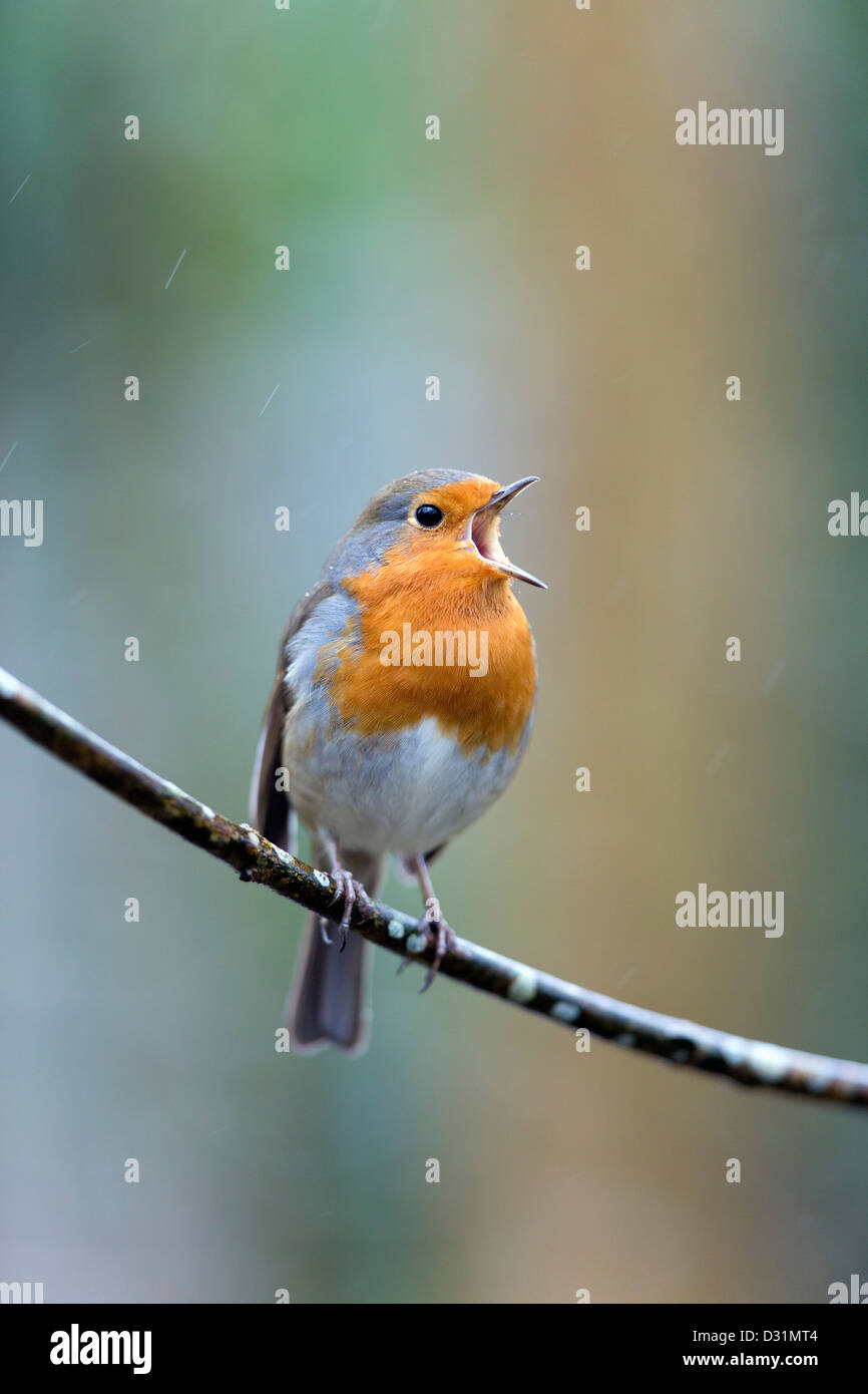Singing Robin Stock Photos & Singing Robin Stock Images - Alamy