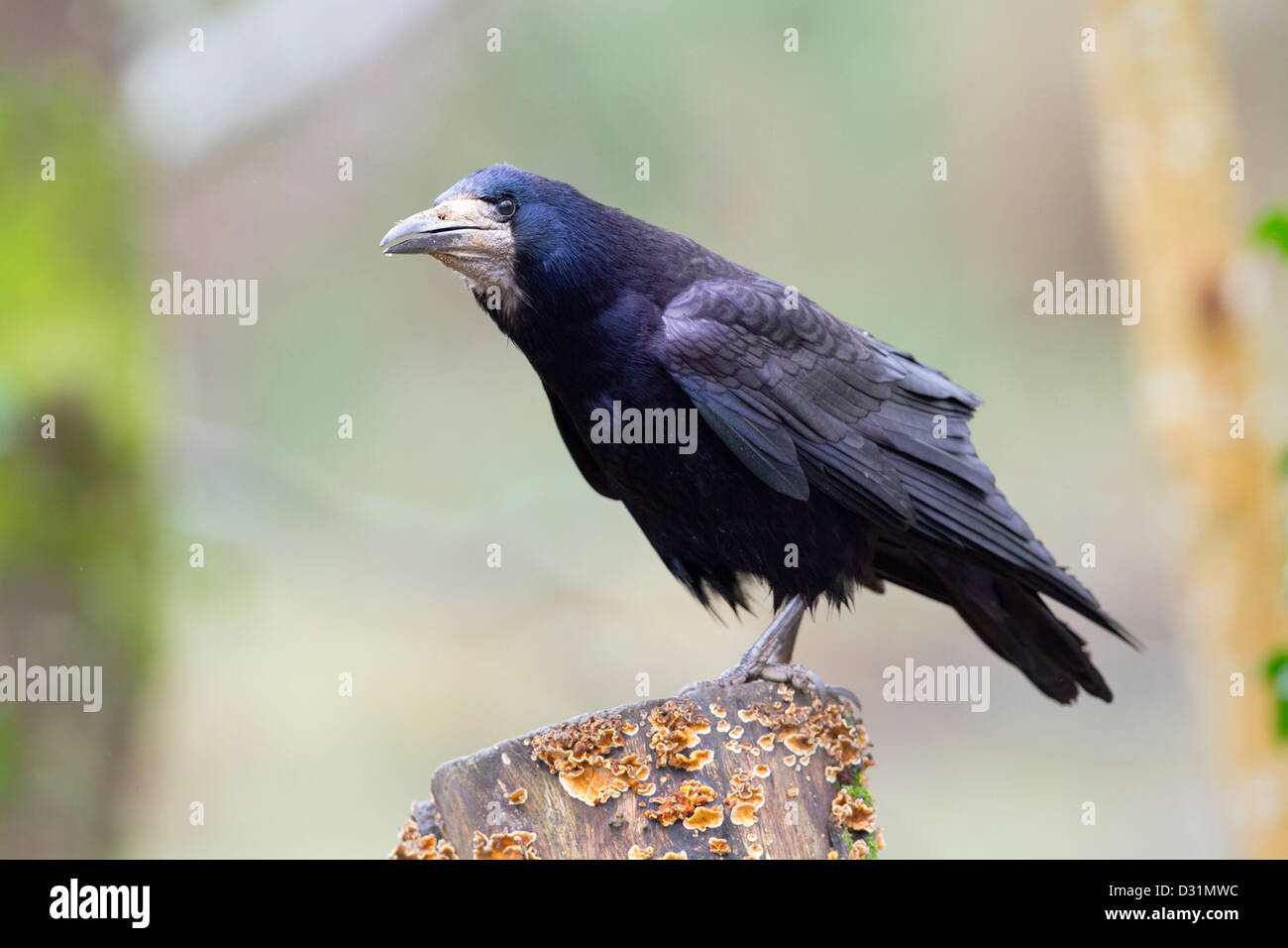 Rook uk hi-res stock photography and images - Alamy