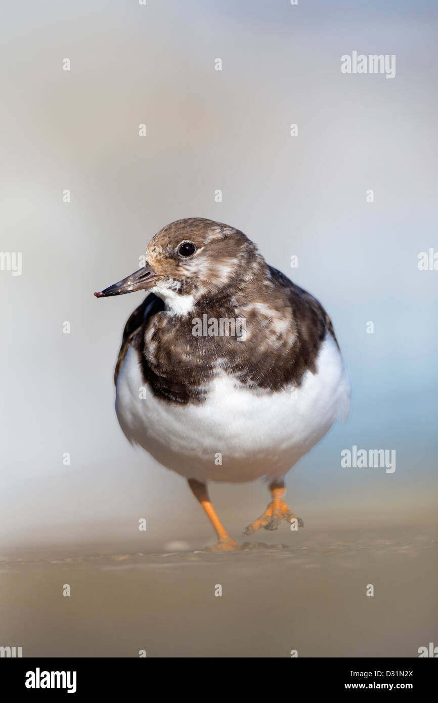 Turnstone; Arenaria interpres; Winter; UK; Walking Stock Photo - Alamy