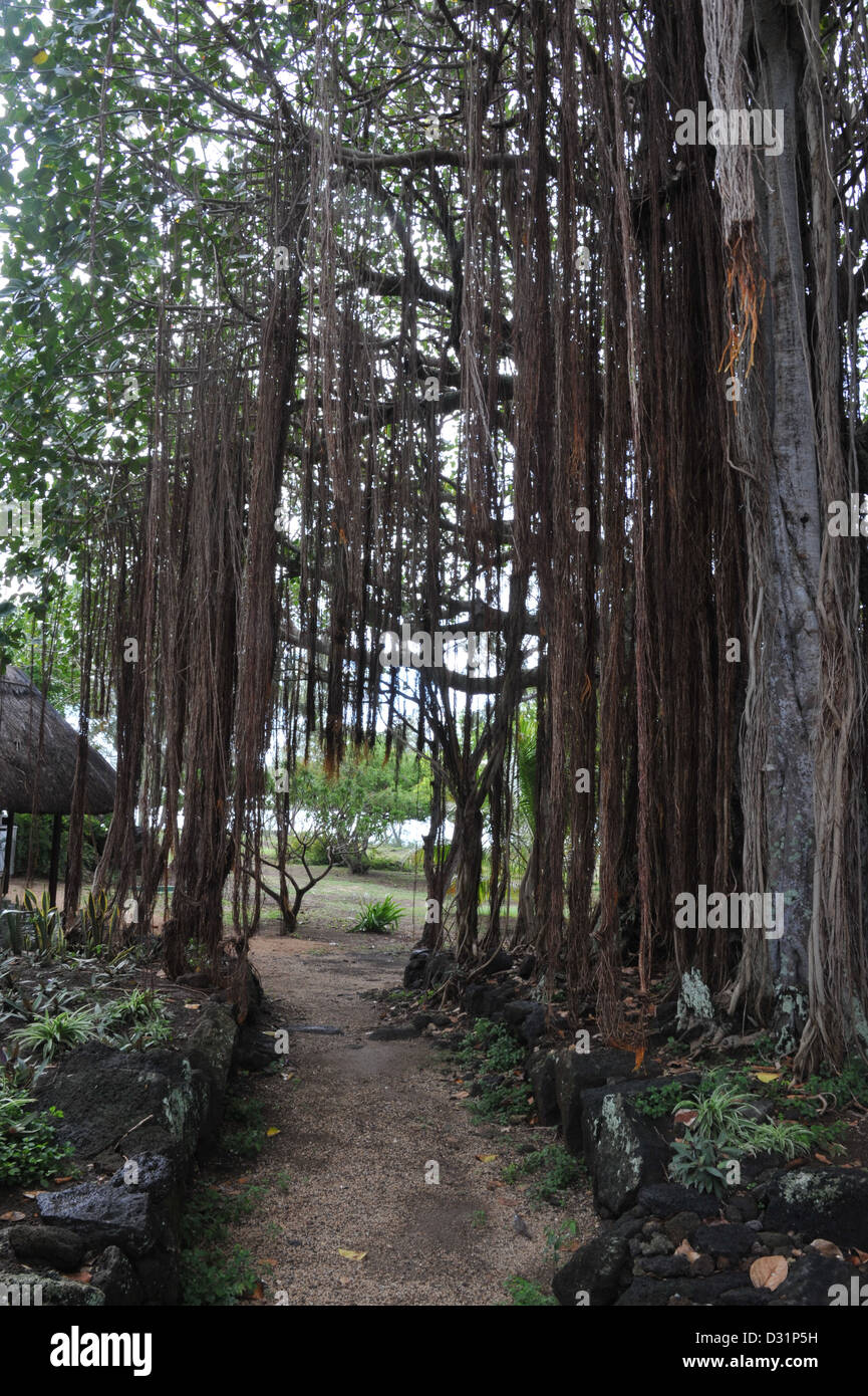 Banyan tree mauritius hi-res stock photography and images - Alamy