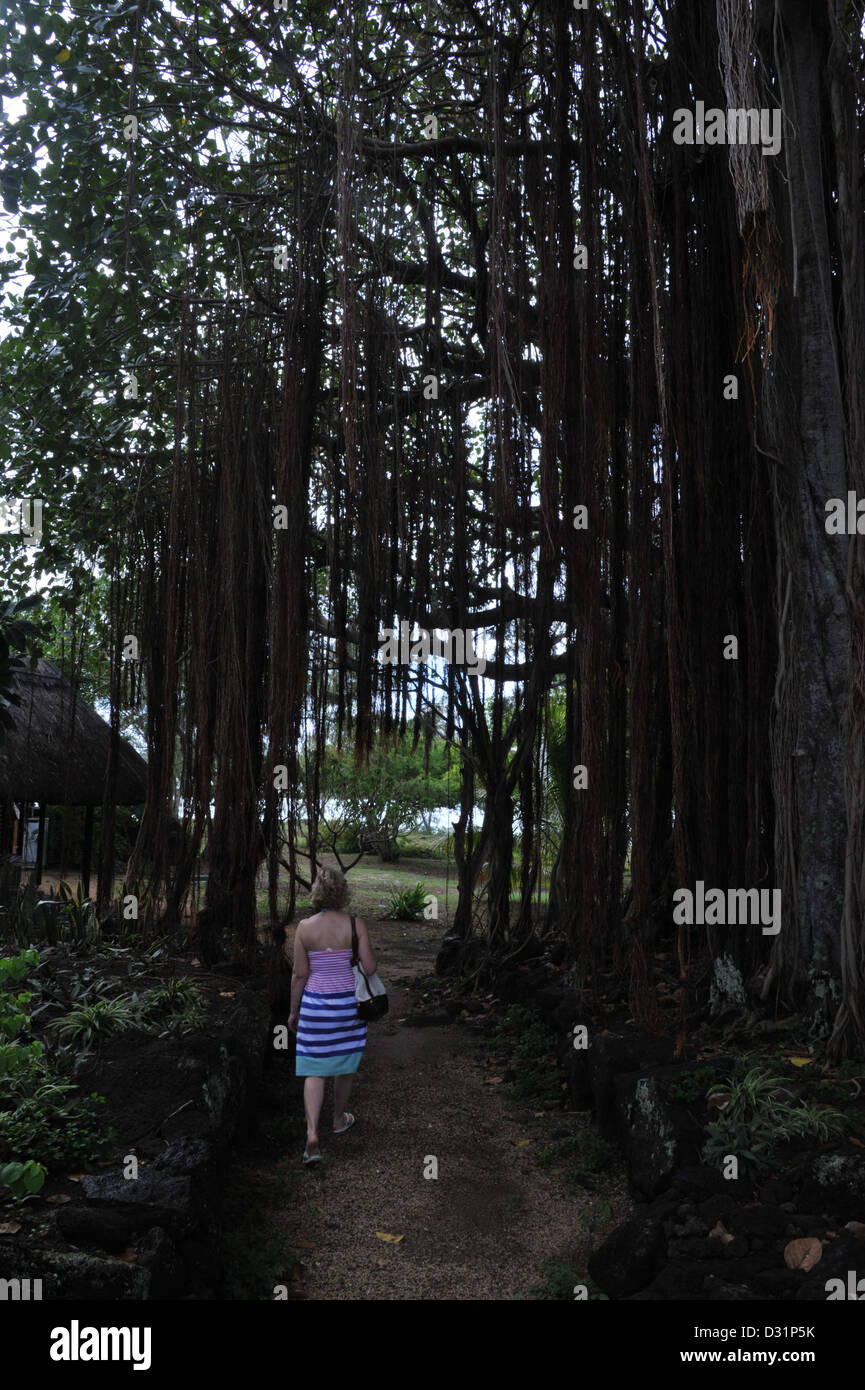 Banyan tree mauritius hi-res stock photography and images - Alamy