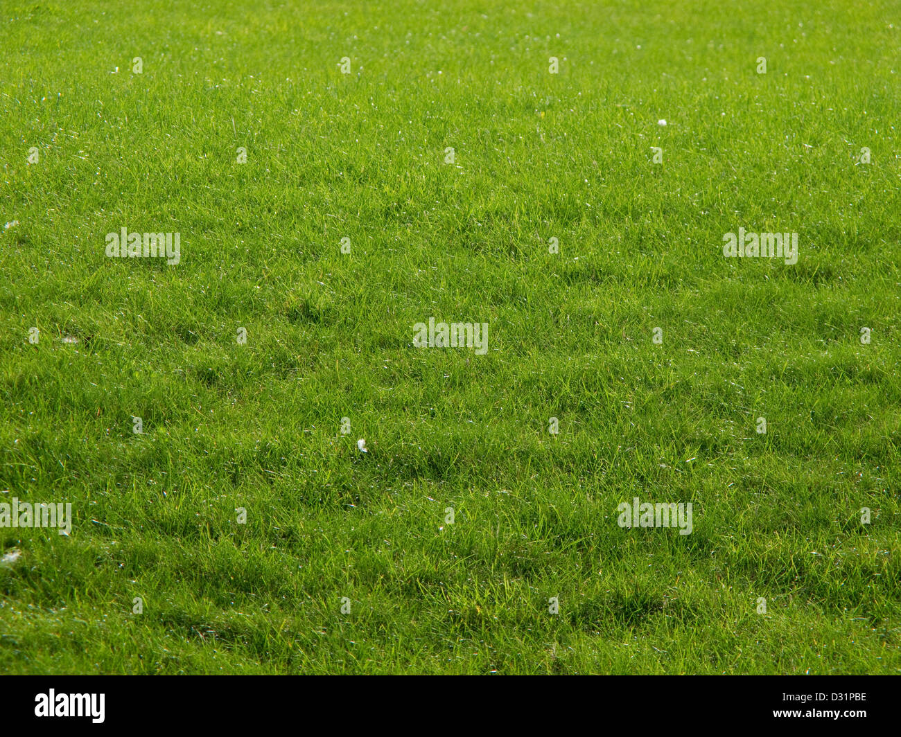 green summer meadow, grass, back light and low depth of field in the ...
