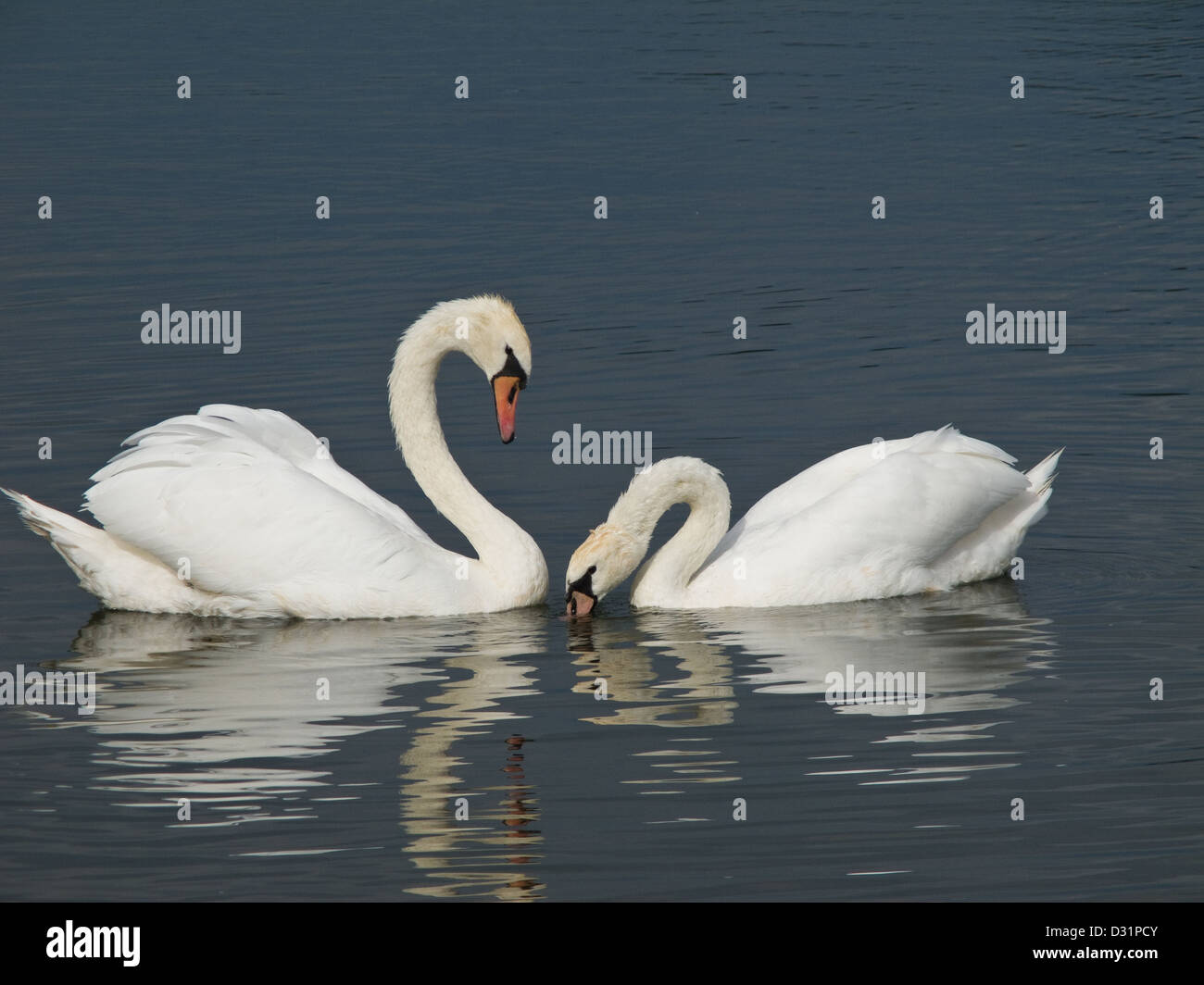 Swan with two necks hi-res stock photography and images - Alamy