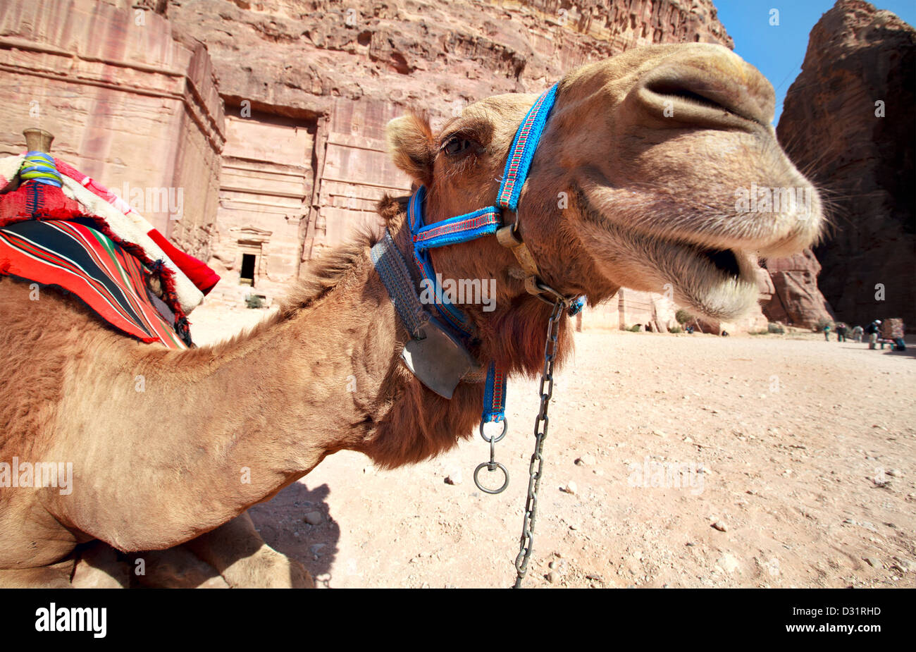 Jordan national animal hi-res stock photography and images - Alamy
