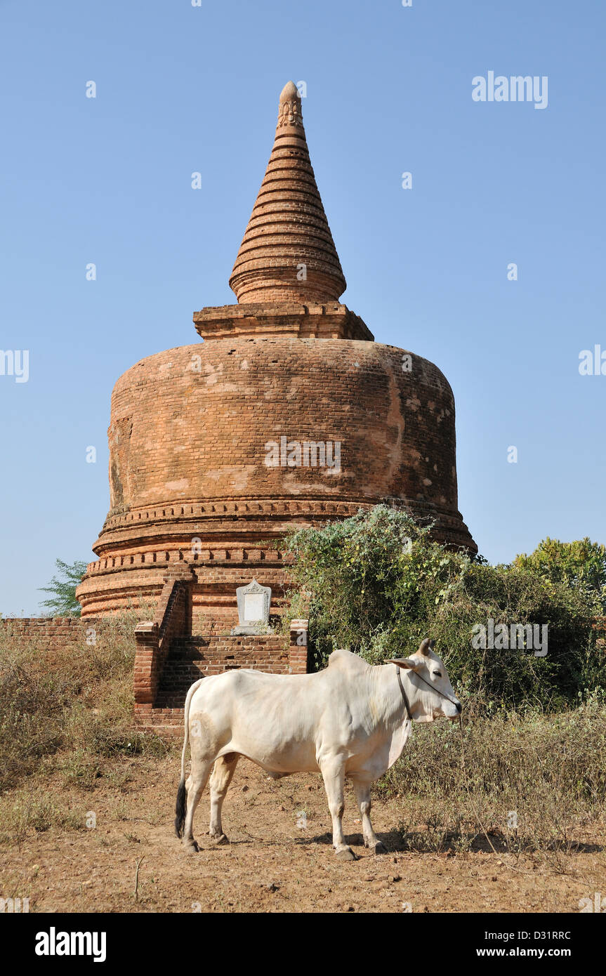 Ox in front of Stupa, Historical Site of Bagan, Burma, Myanmar Stock ...