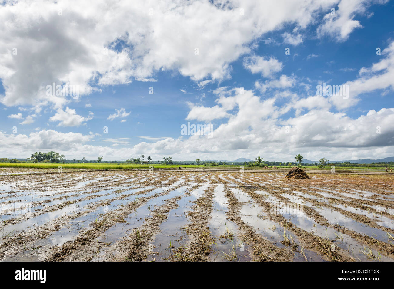 Ricefields landscape, Panay island, Philippines, Asia Stock Photo - Alamy