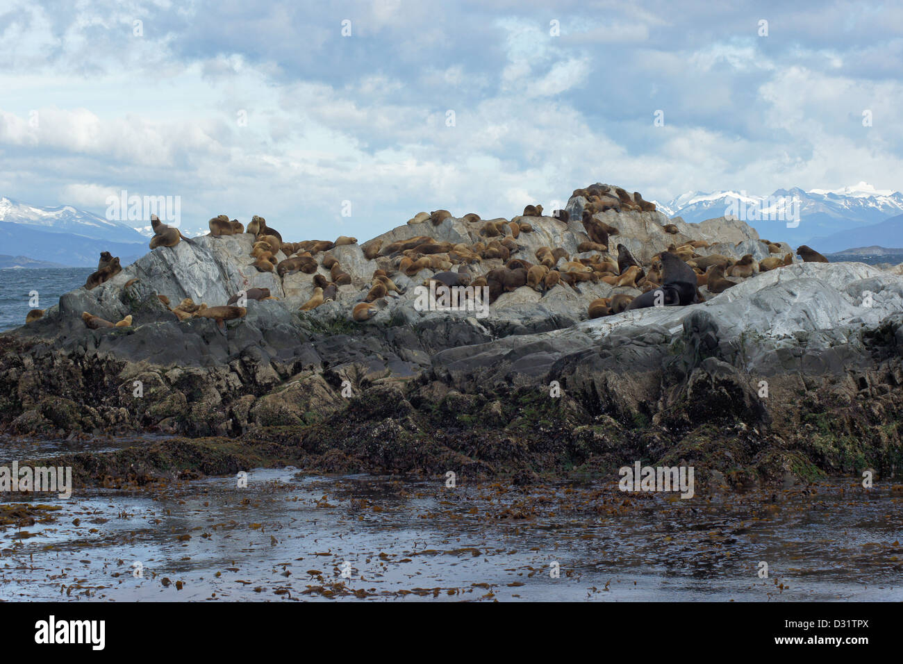 Sea lions colony, Beagle Channel, Argentina Stock Photo - Alamy
