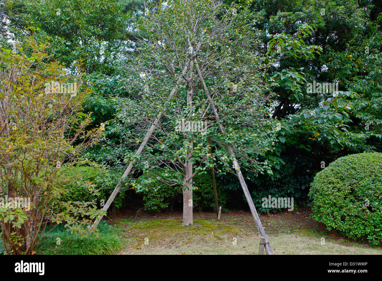Tree with support, Imperial Palace Gardens Stock Photo - Alamy