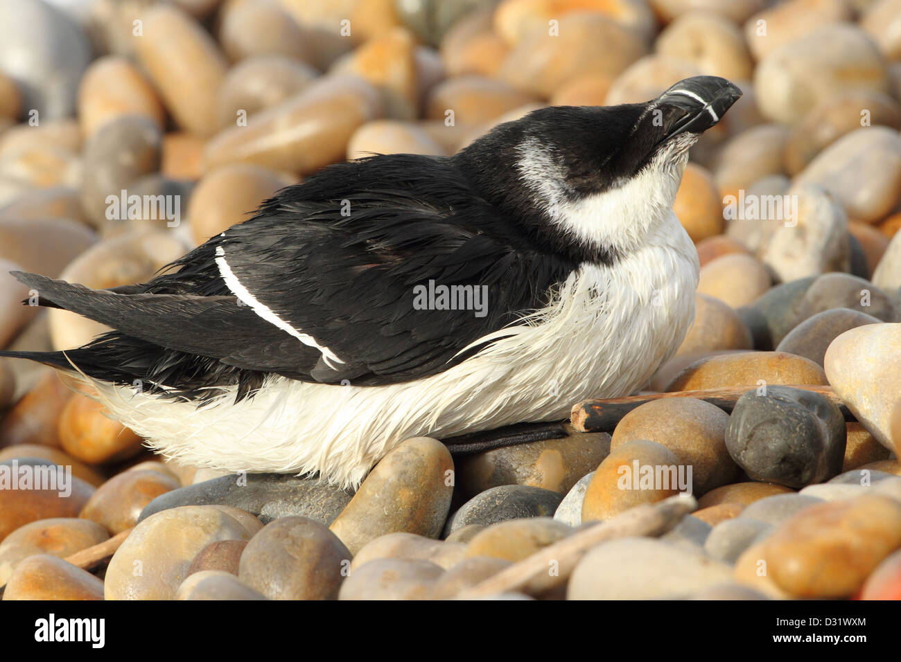 Razorbill contaminated with polyisobutene after pollution incident off ...