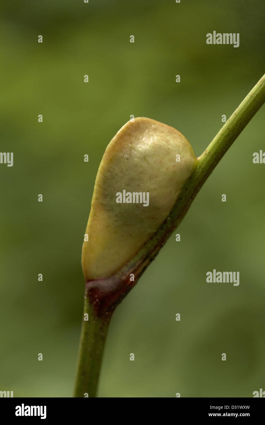 New sprout of leaf before sprouting Stock Photo - Alamy