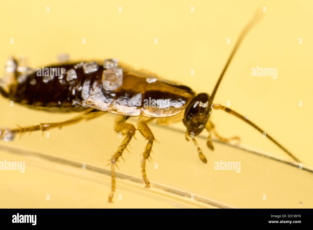 The German cockroach (Blattella germanica Stock Photo - Alamy