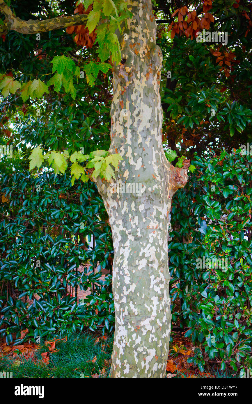 Close up sycamore tree bark hi-res stock photography and images - Alamy
