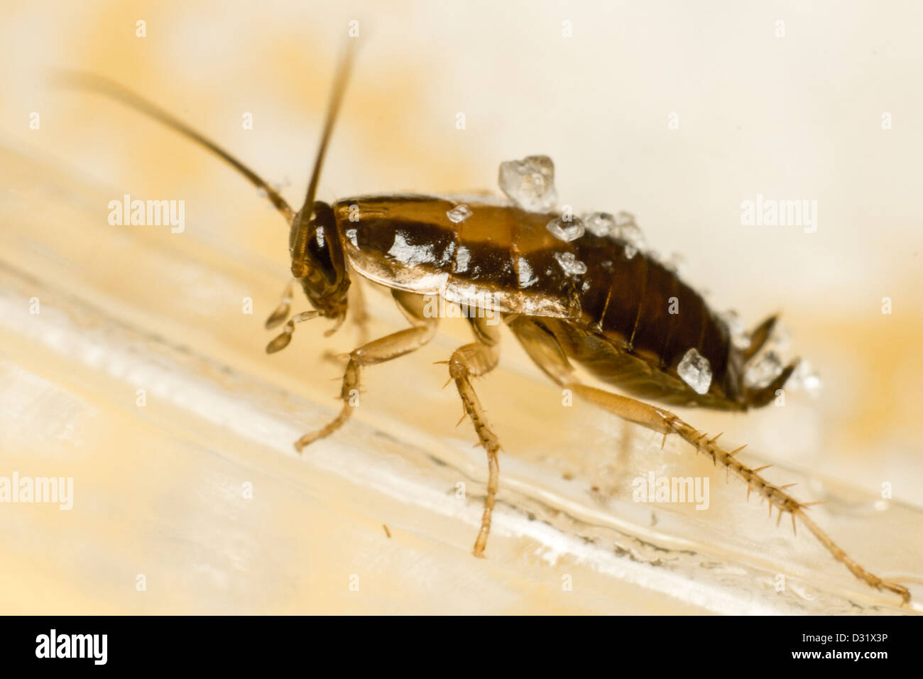 The German cockroach (Blattella germanica Stock Photo - Alamy