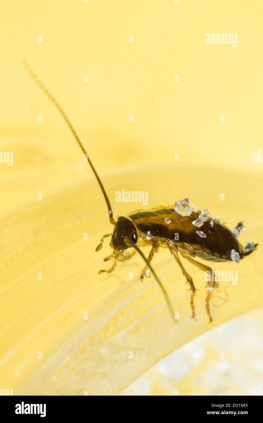 The German cockroach (Blattella germanica Stock Photo - Alamy