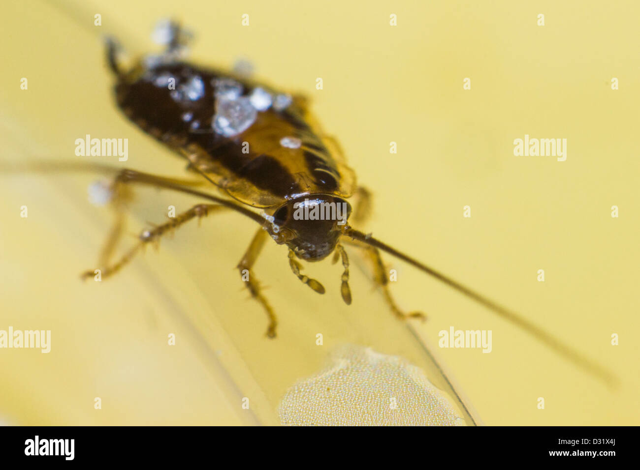 Cockroach face hi-res stock photography and images - Alamy