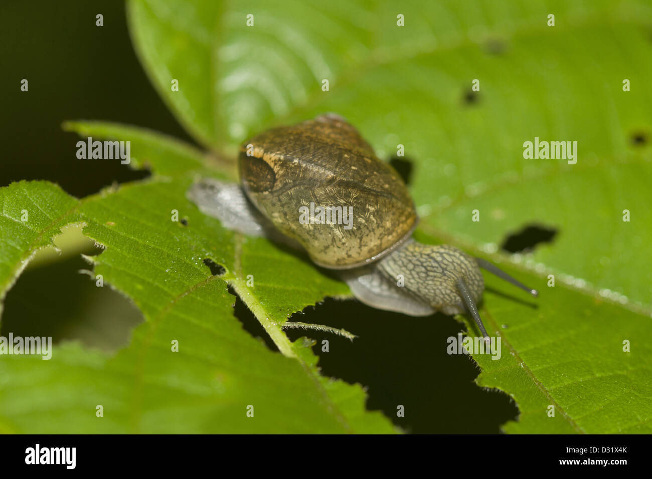 Monachoides hi-res stock photography and images - Alamy