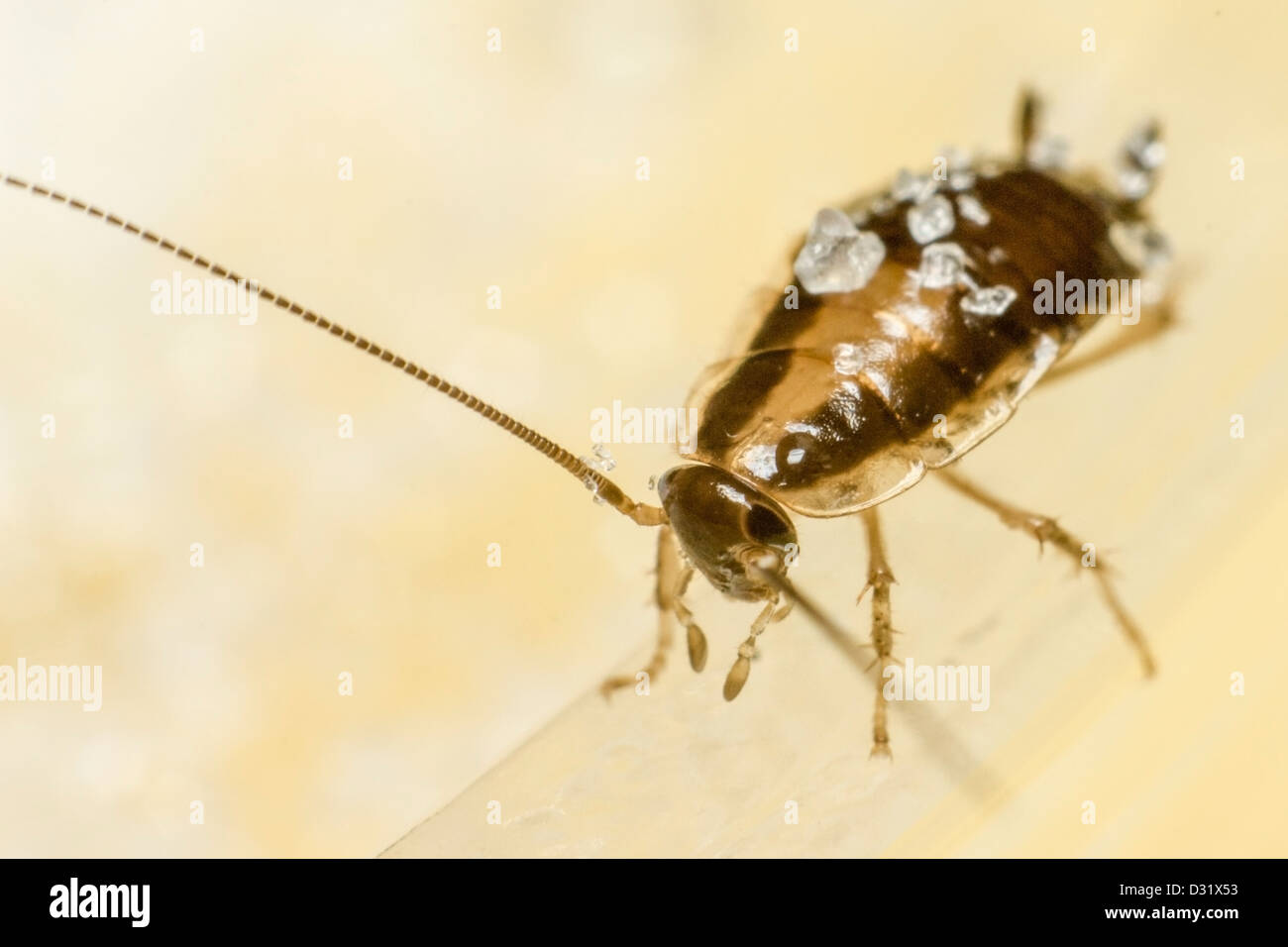 The German cockroach (Blattella germanica Stock Photo - Alamy