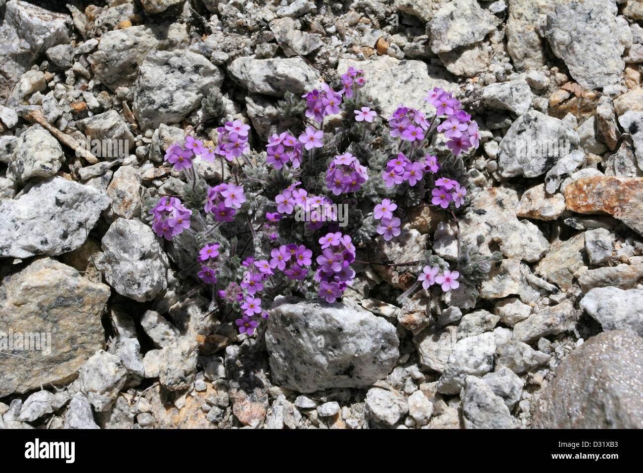 Alpine flower (Primula sp.) at 4000 m in Bhojbasa, the last settlement ...