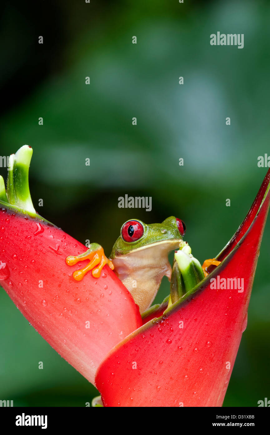 Red-eyed Treefrog (Agalychnis callidryas Stock Photo - Alamy