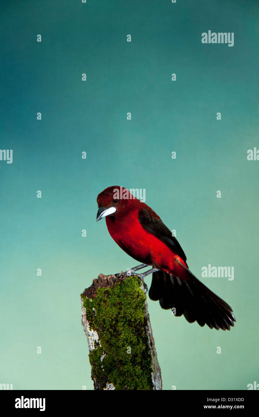 Crimson-backed Tanager (Ramphocelus dimidiatus Stock Photo - Alamy