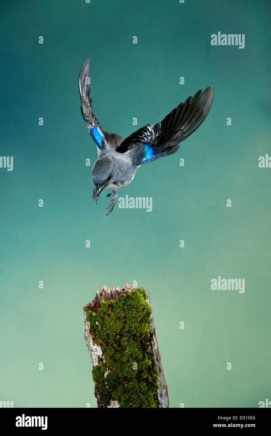 Plain colored tanager hi-res stock photography and images - Alamy