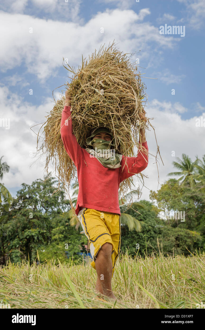 Man collecting rice from the fields, Port Barton, Philippines Stock ...