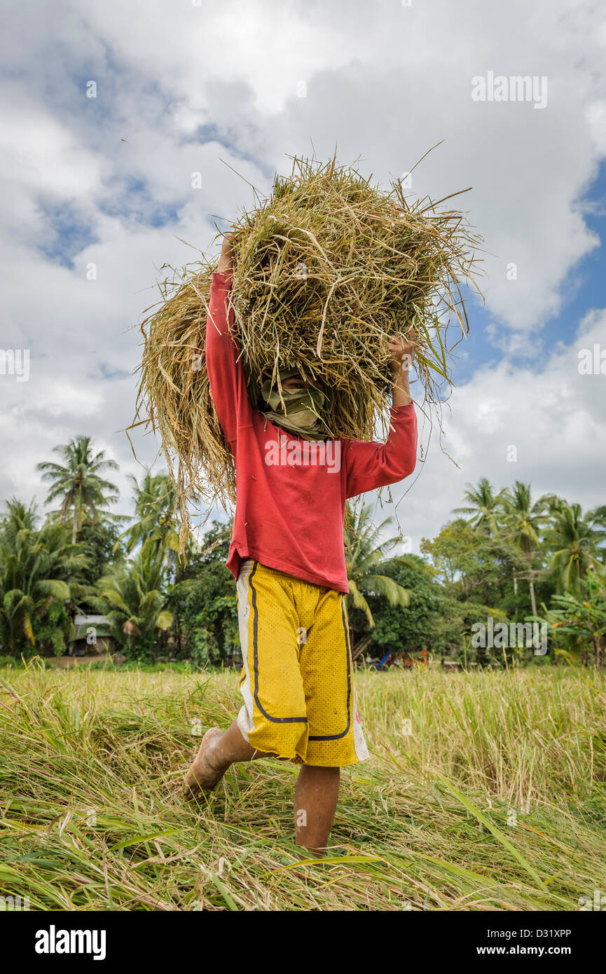Man collecting rice from the fields, Port Barton, Philippines Stock ...