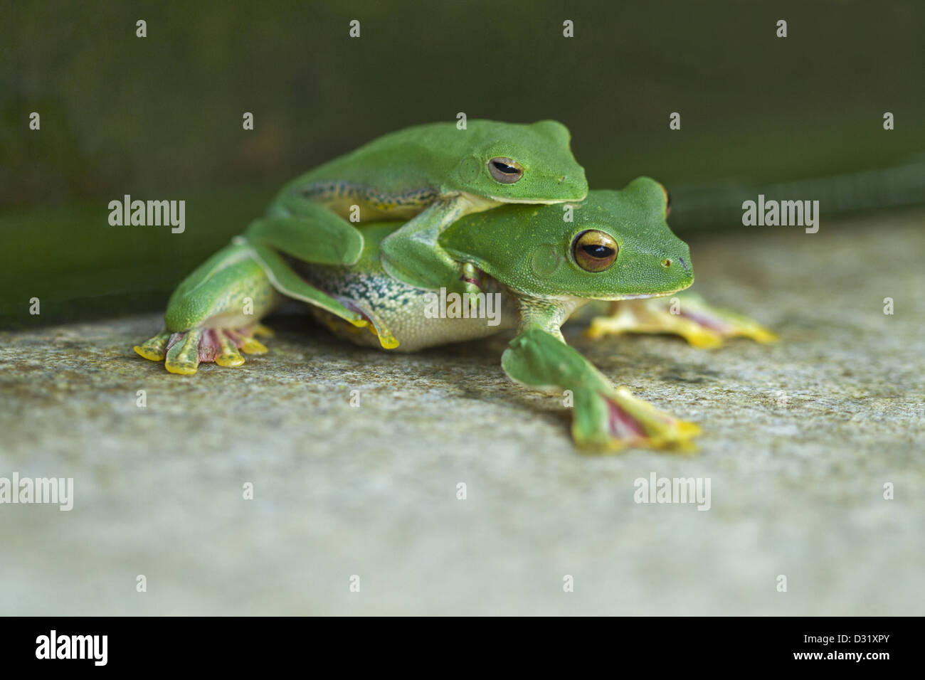 Malabar Gliding Frogs mating. Rhacophorus malabaricus Stock Photo - Alamy