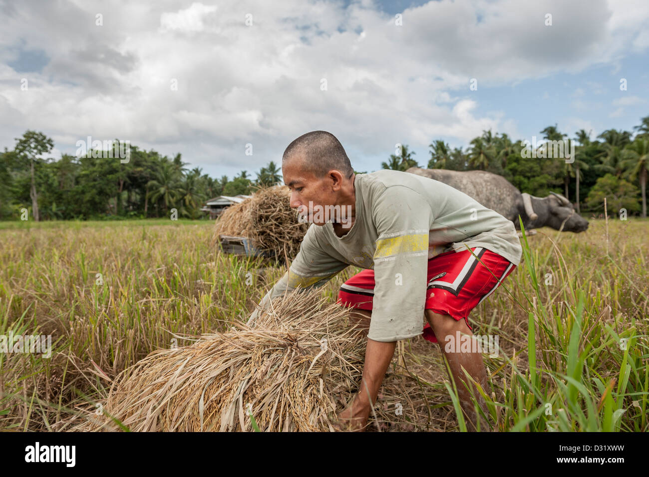 Man and water buffalo hi-res stock photography and images - Alamy