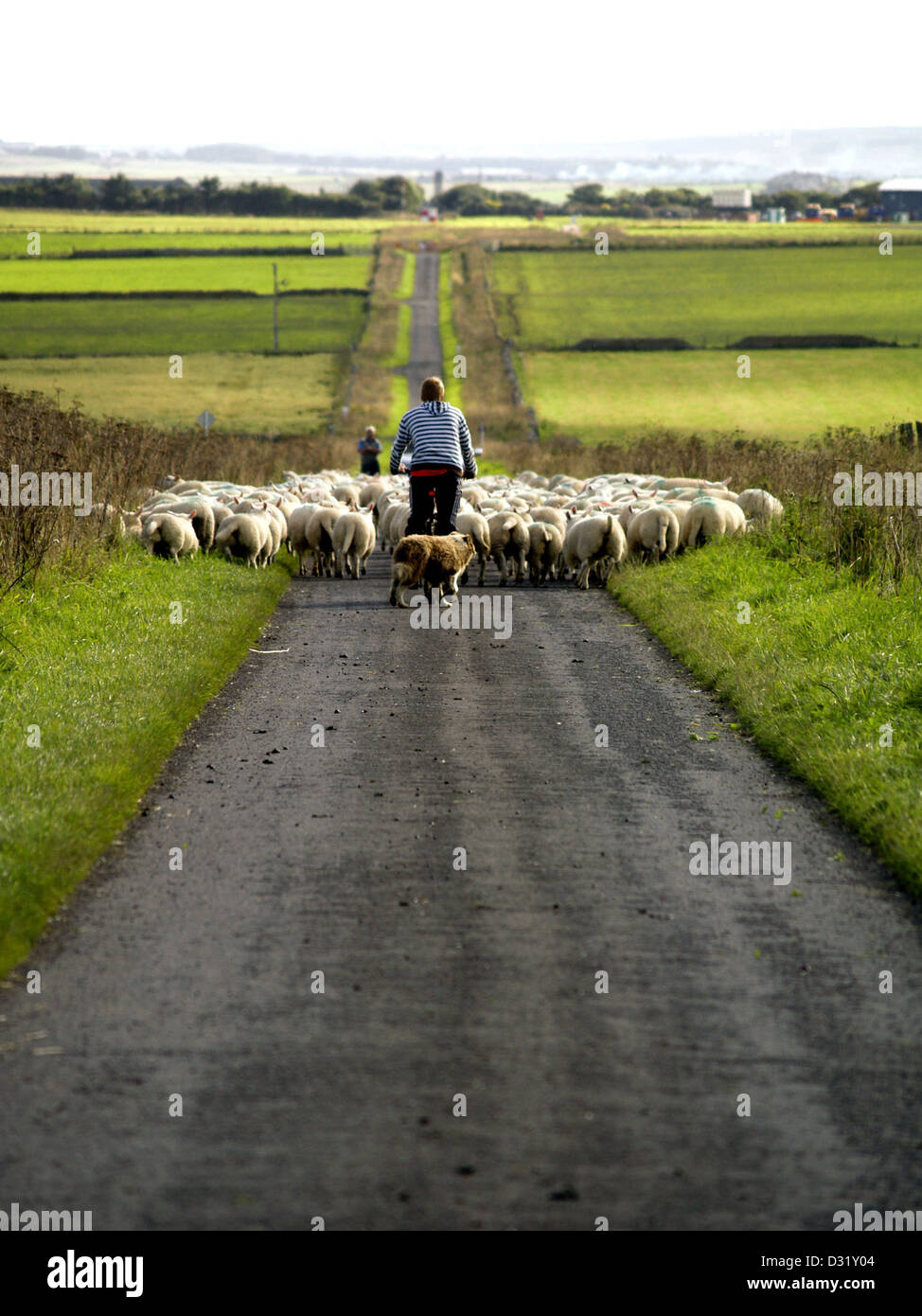 Moving the sheep on a road in the Scottish Highlands Stock Photo - Alamy