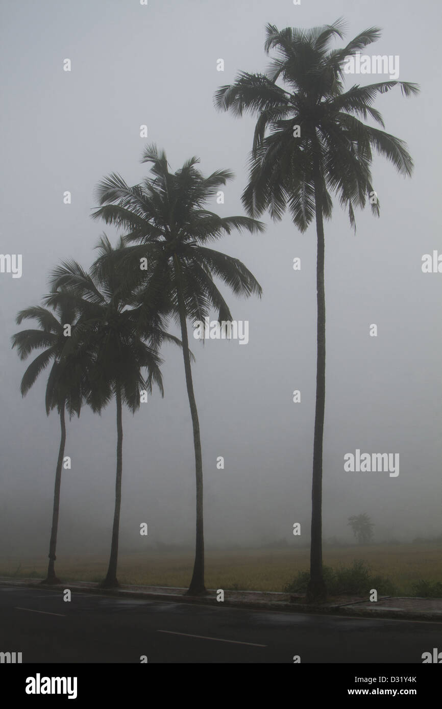 Coconut palms at Guirim road, North Goa, India Stock Photo - Alamy