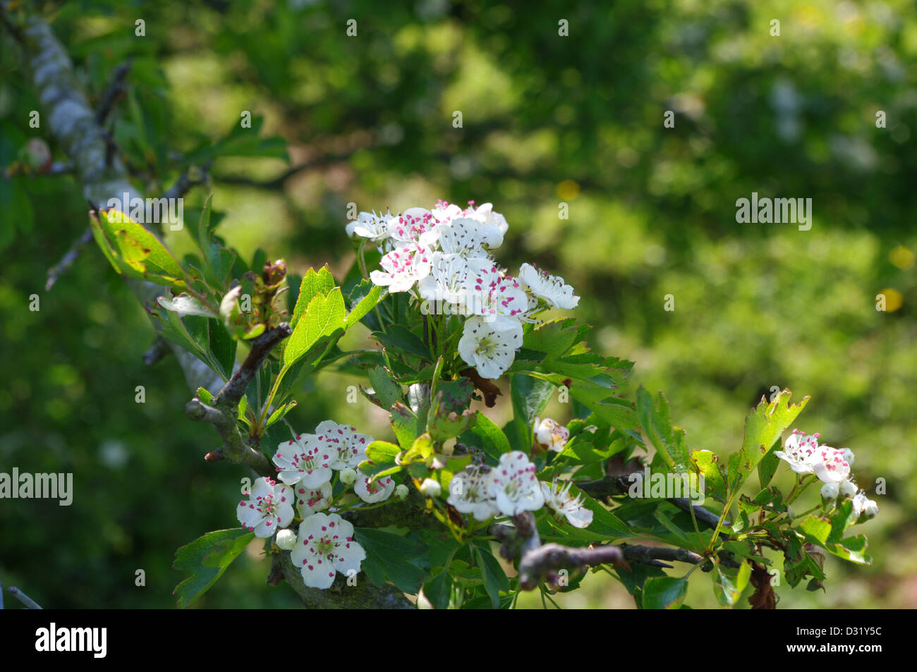 Sprig of Hawthorn Blossom, also known as May Stock Photo - Alamy
