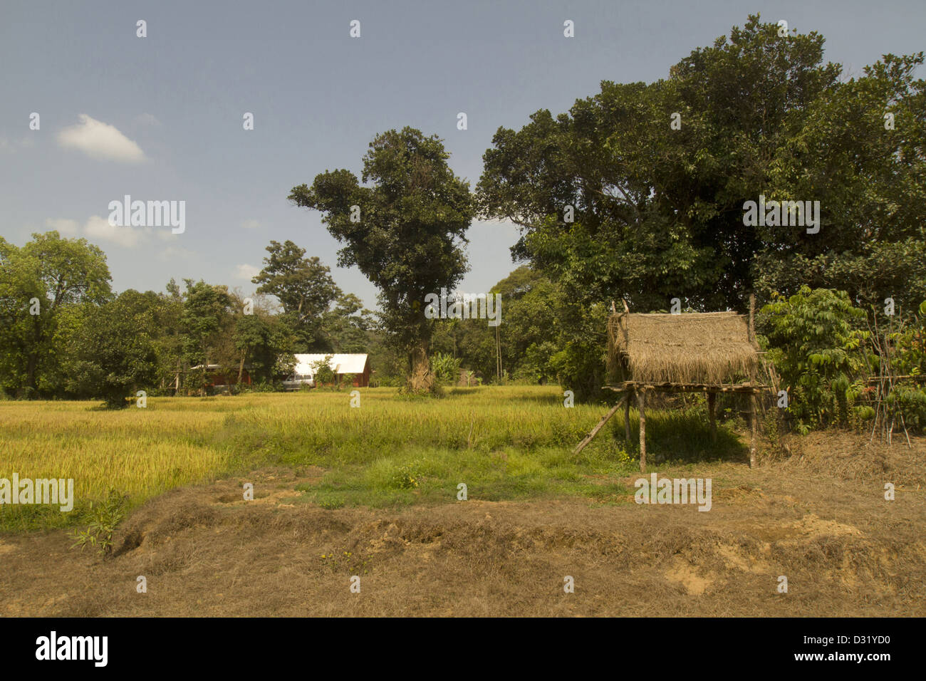 Paddy rice post harvest hi-res stock photography and images - Alamy