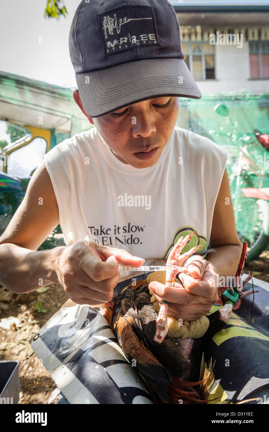 Vet curing the wounds of a winner rooster after a fight, Puerto ...