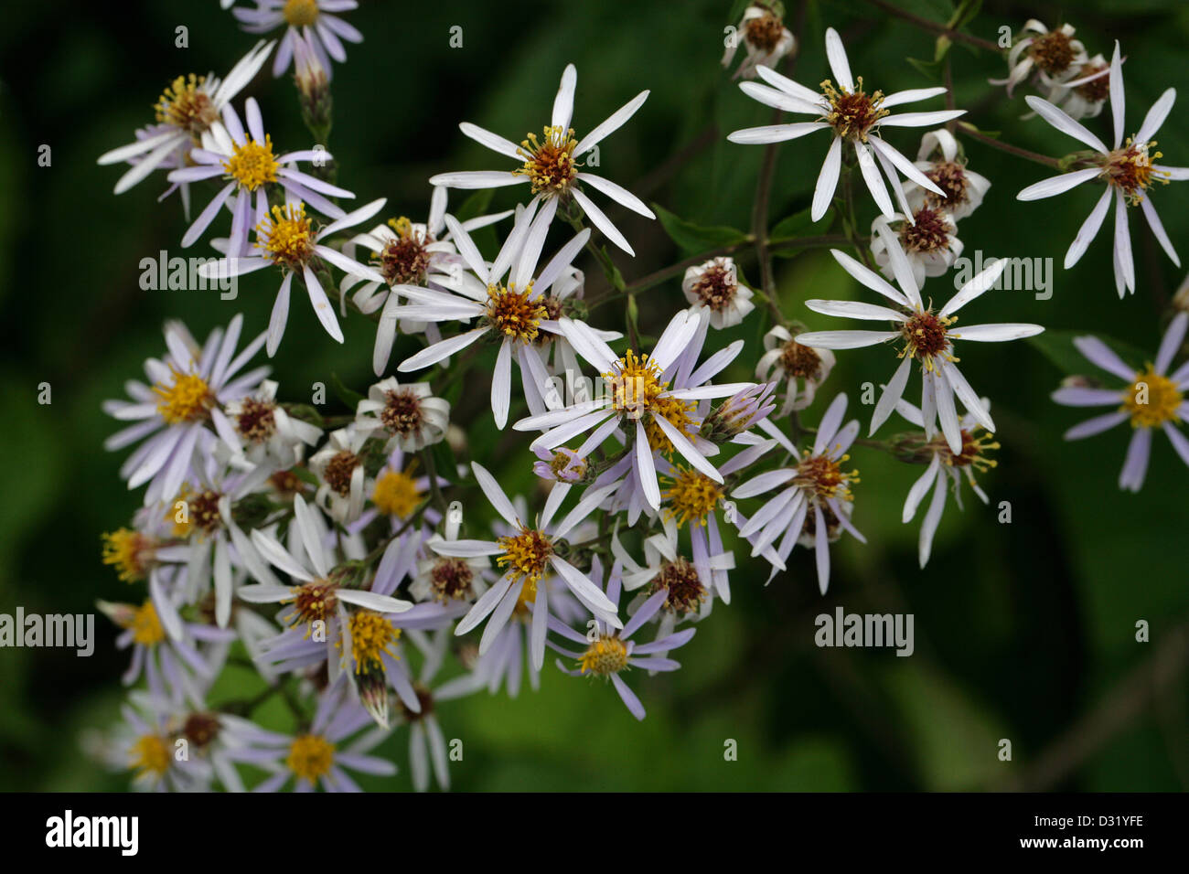 Big-Leaf Aster, Aster á Grandes Feuilles, Bigleaf Aster, Large Leaf ...