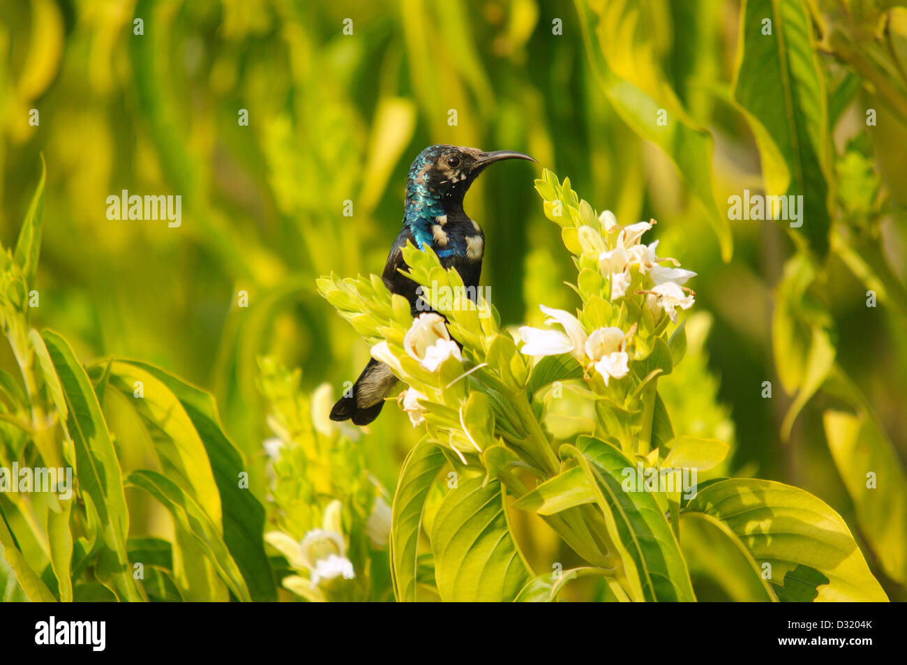 Sunbird flight hi-res stock photography and images - Alamy