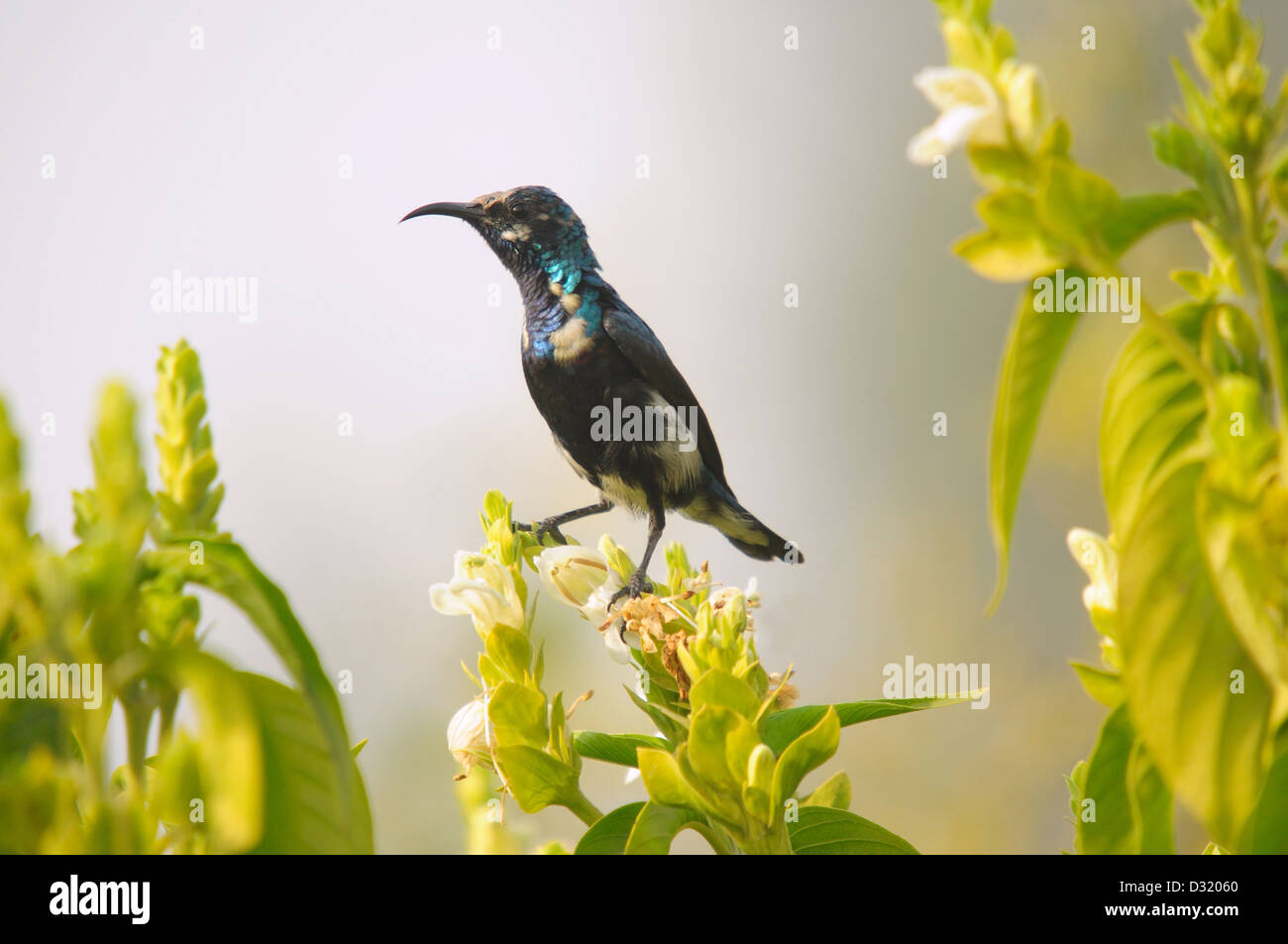 The Purple Sunbird, Cinnyris asiaticus is a small sunbird Stock Photo ...