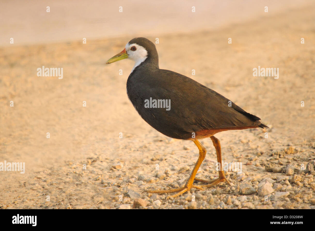 White breasted waterhen bird hi-res stock photography and images - Alamy