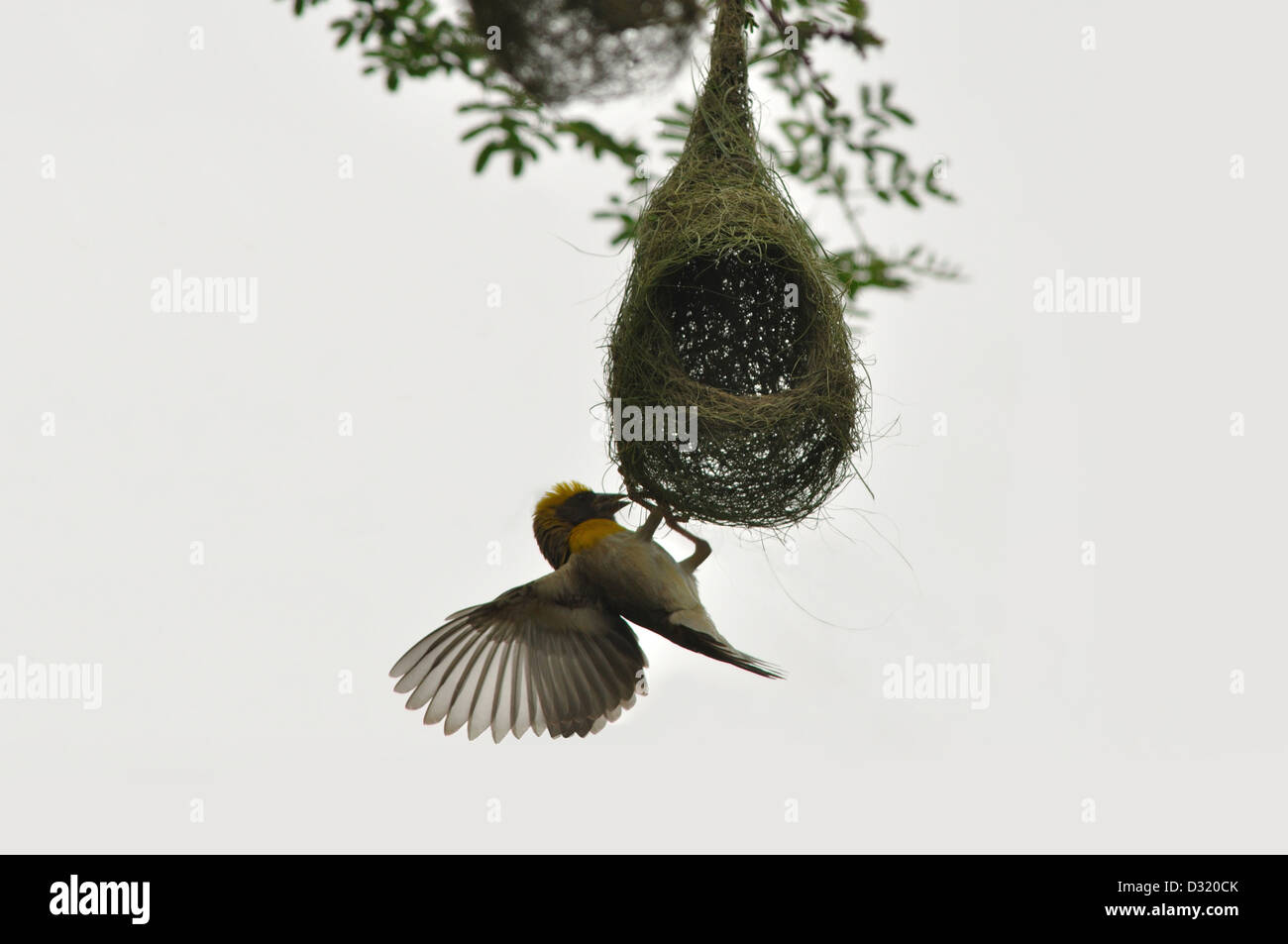 The Baya Weaver, Ploceus philippinus building nest Stock Photo - Alamy