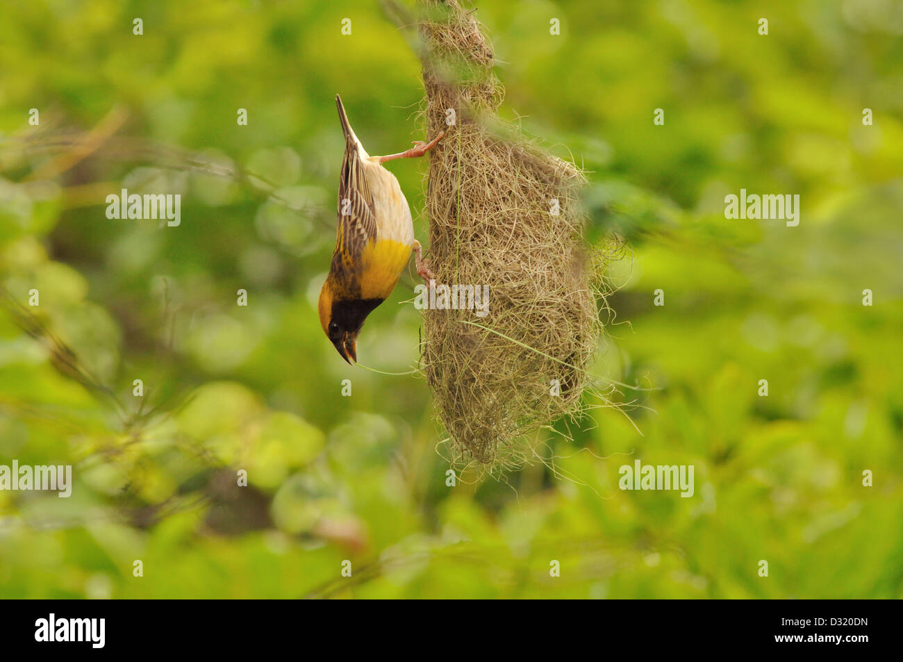 The Baya Weaver, Ploceus philippinus building nest Stock Photo - Alamy