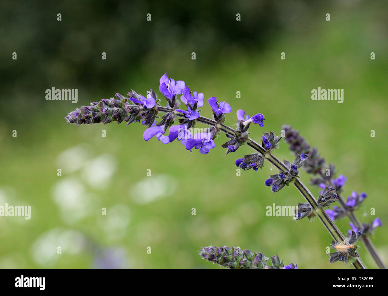 Salvia verbenaca uk hi-res stock photography and images - Alamy