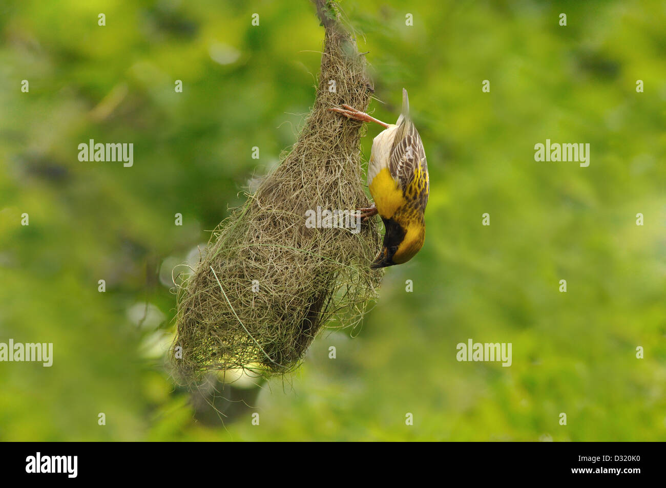 The Baya Weaver, Ploceus philippinus building nest Stock Photo - Alamy