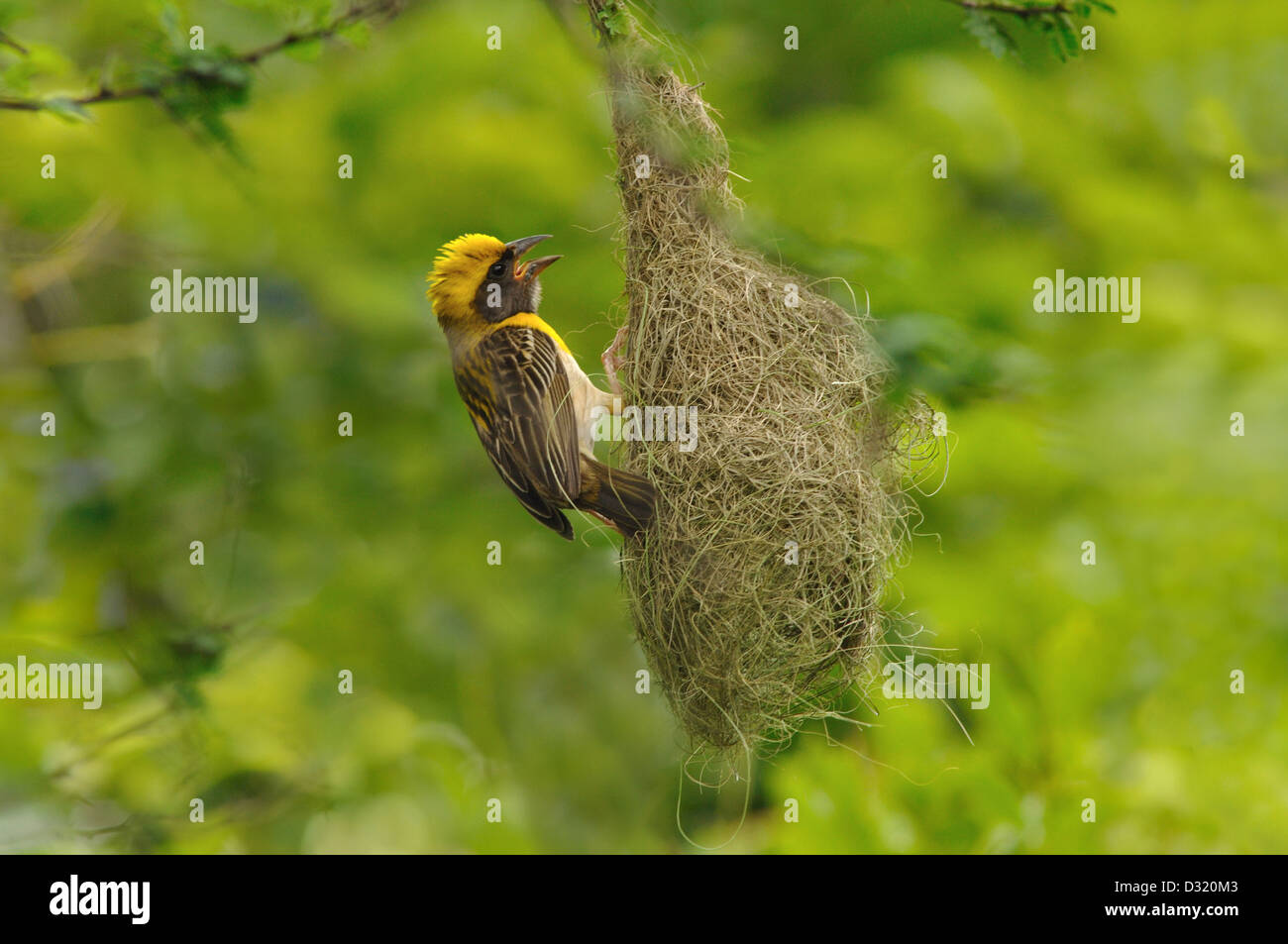 The Baya Weaver, Ploceus philippinus building nest Stock Photo - Alamy