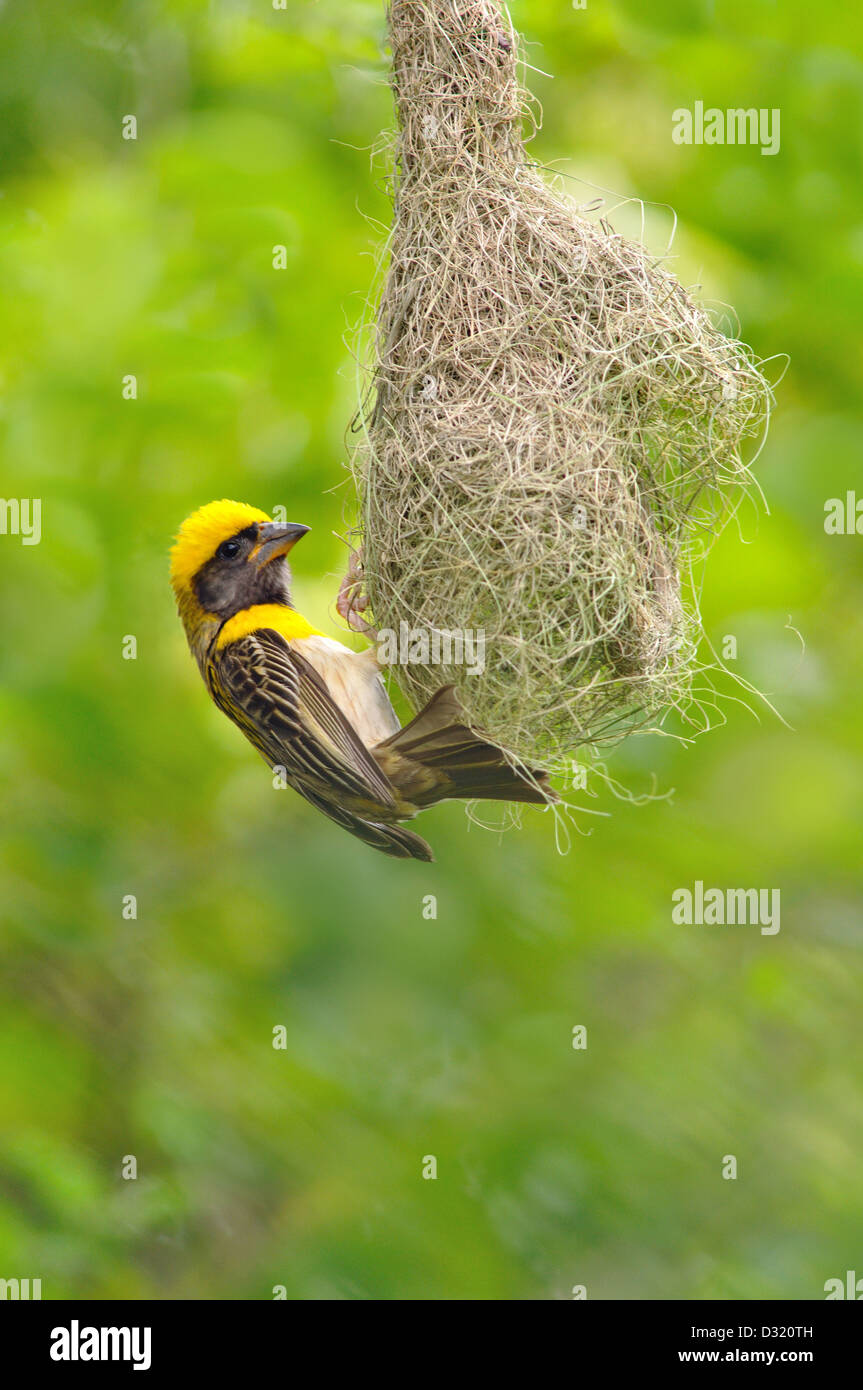 The Baya Weaver, Ploceus philippinus building nest Stock Photo - Alamy